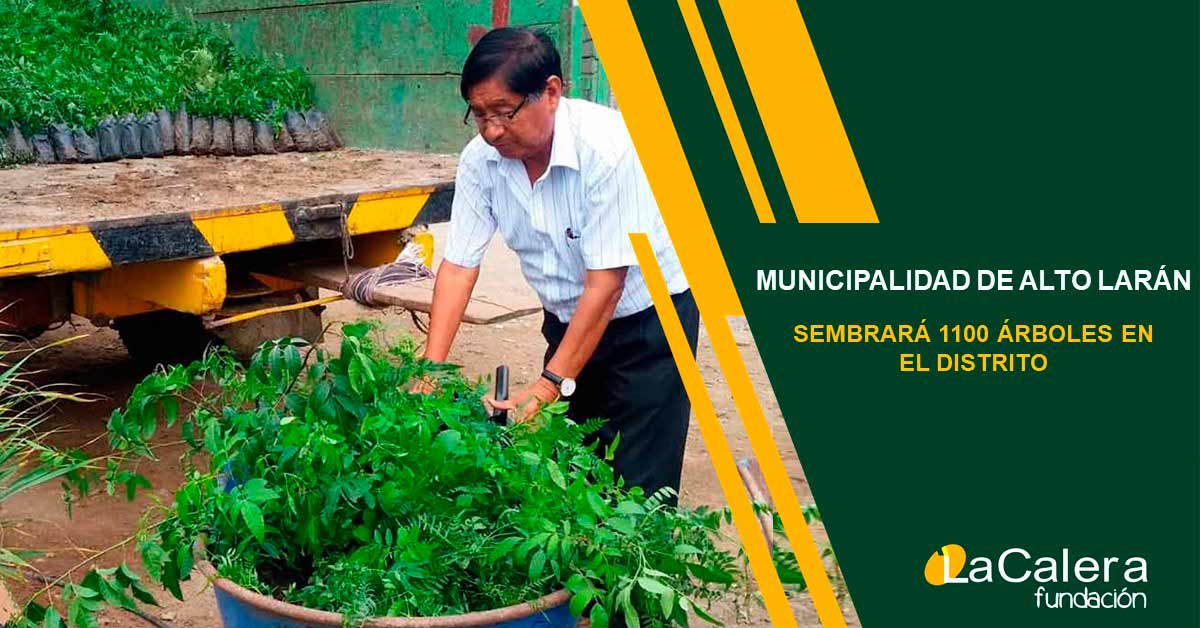 Municipalidad de Alto Larán sembrará 1100 árboles en el distrito ...